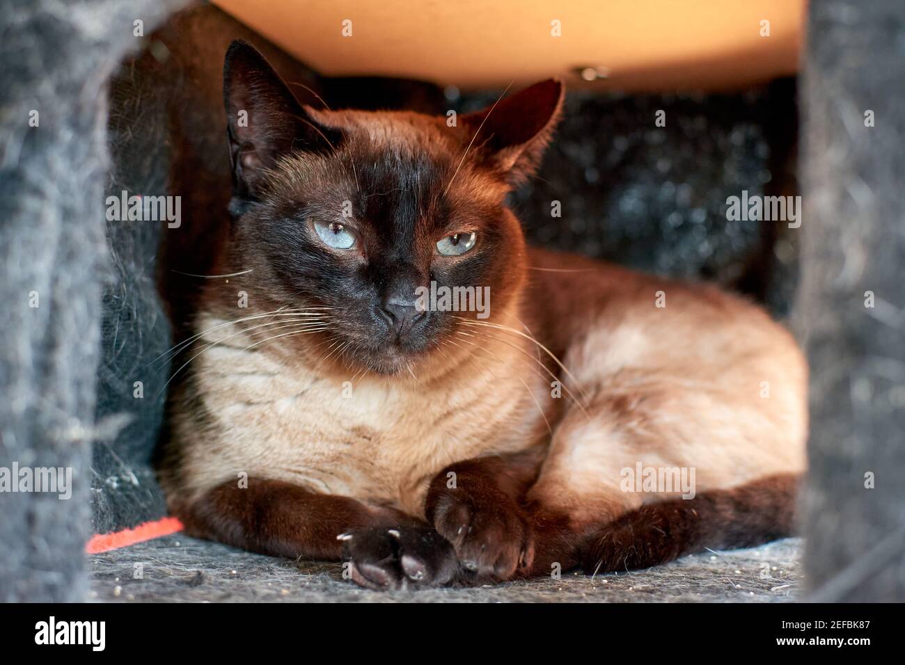 Cute siamese cat lying in a folded carpet Stock Photo - Alamy