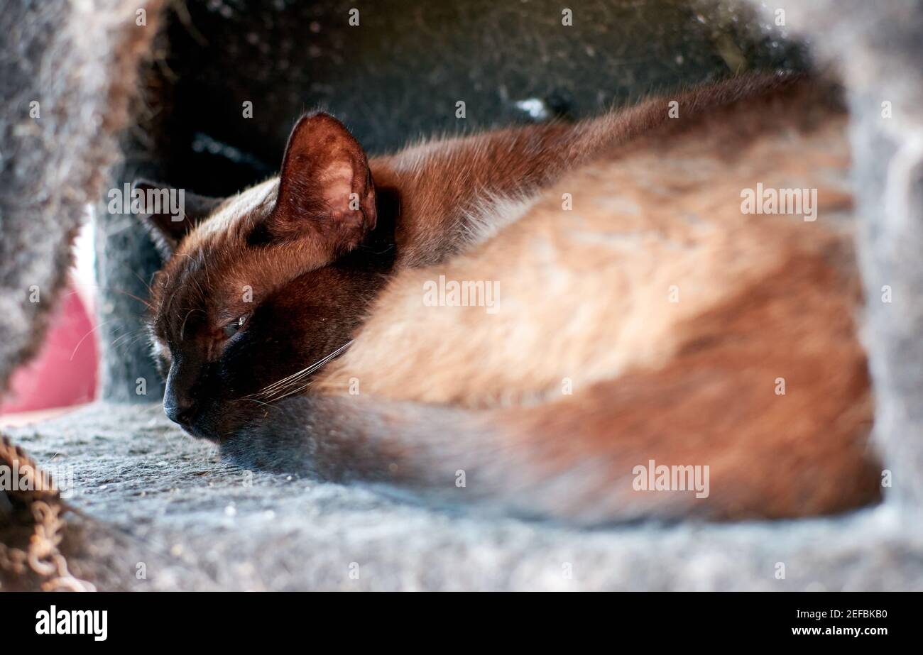 Cute siamese cat lying in a folded carpet Stock Photo - Alamy
