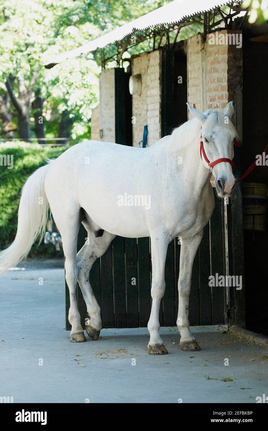Horse standing in front of a stable Stock Photo - Alamy