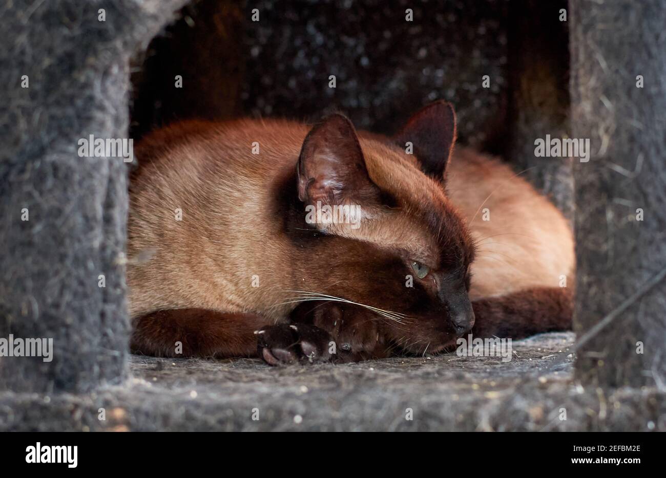 Cute siamese cat lying in a folded carpet Stock Photo - Alamy