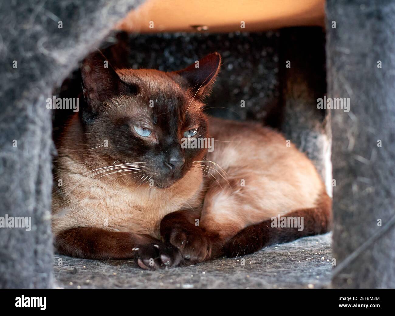 Cute siamese cat lying in a folded carpet Stock Photo - Alamy