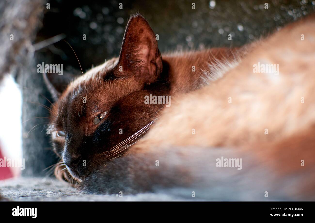 Cute siamese cat lying in a folded carpet Stock Photo - Alamy