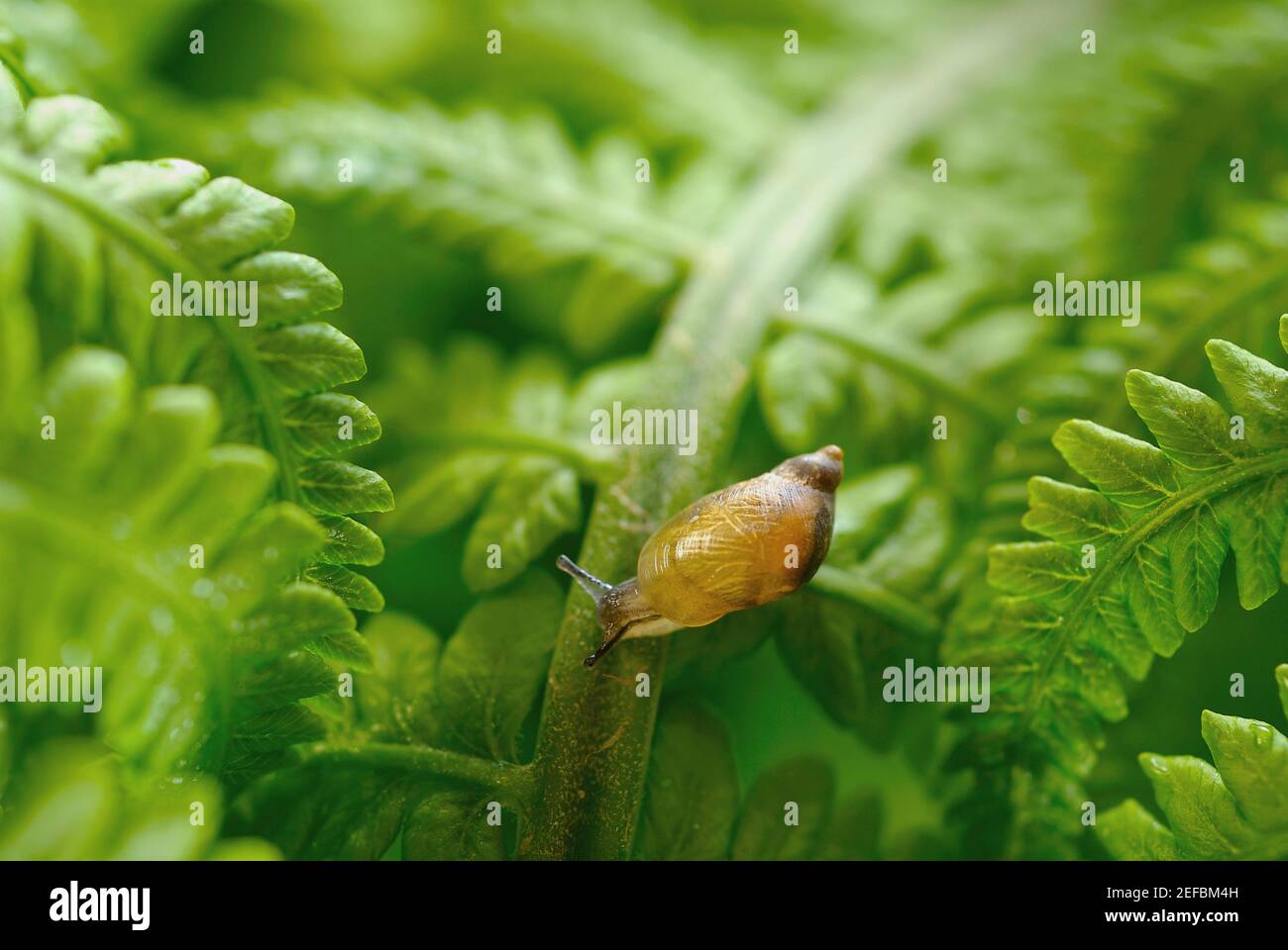 Fern snail hi-res stock photography and images - Alamy