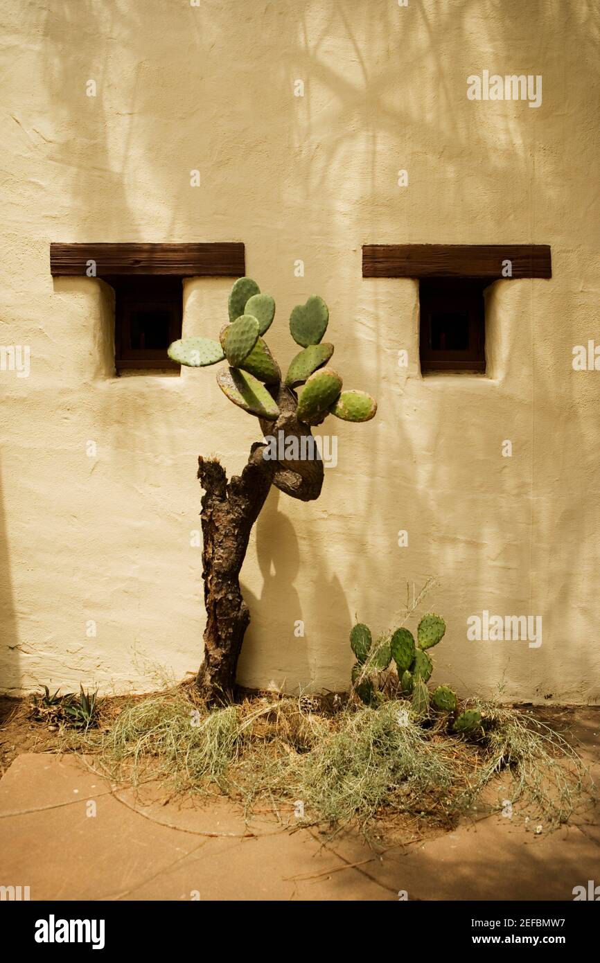 Cactus plant growing against a stucco building Stock Photo - Alamy