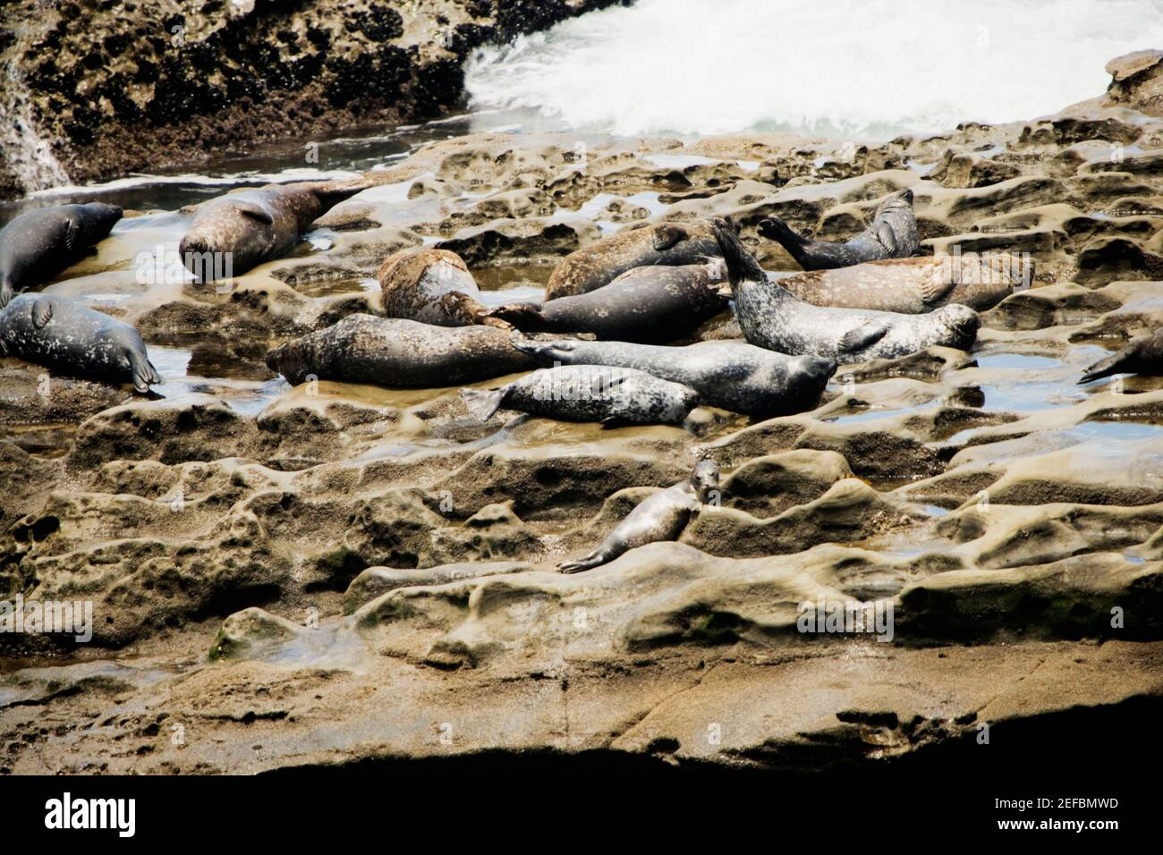 High angle view seals hi-res stock photography and images - Alamy