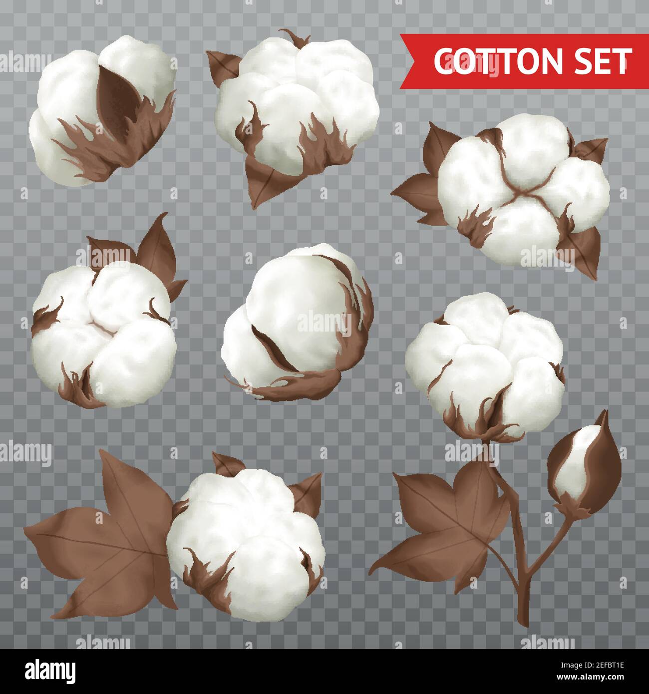 Ripe cotton boll fiber in opened seeds case realistic set plant parts ...