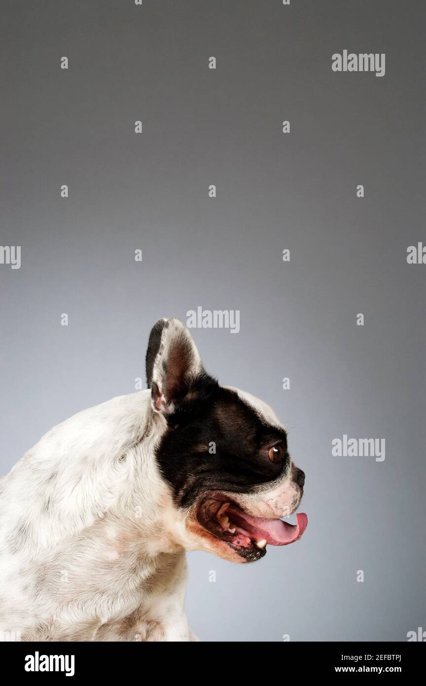 Side profile of a Boston Terrier Stock Photo - Alamy
