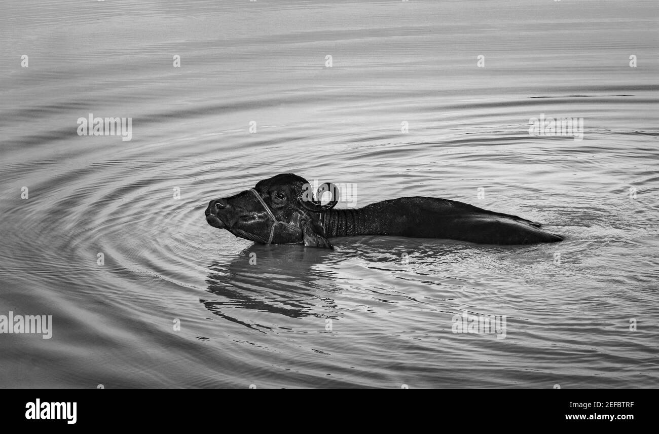 Fauna horizontal Black and White Stock Photos & Images - Alamy