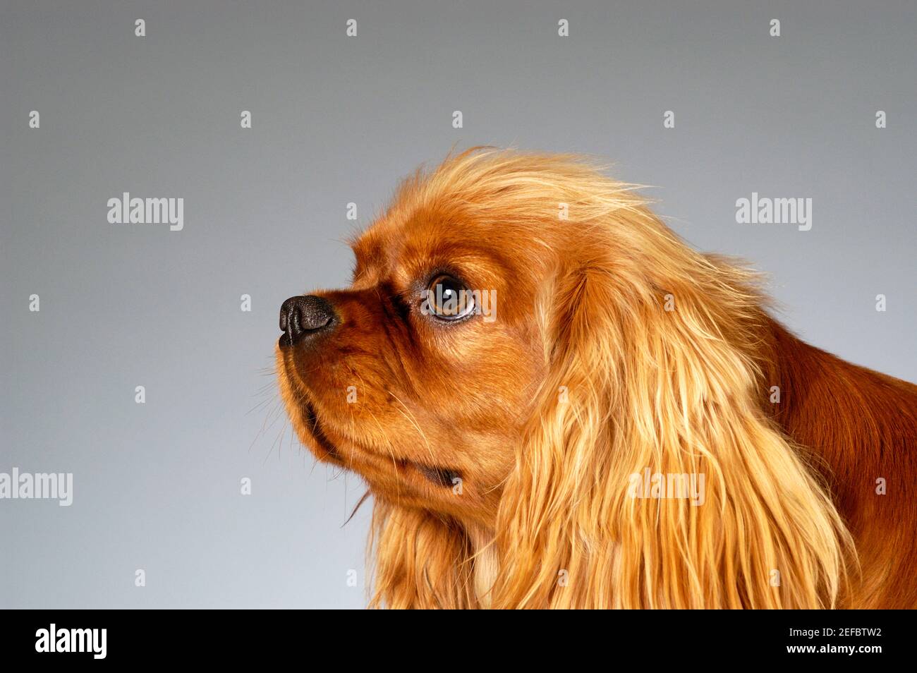 Side profile of a Cocker Spaniel Stock Photo - Alamy
