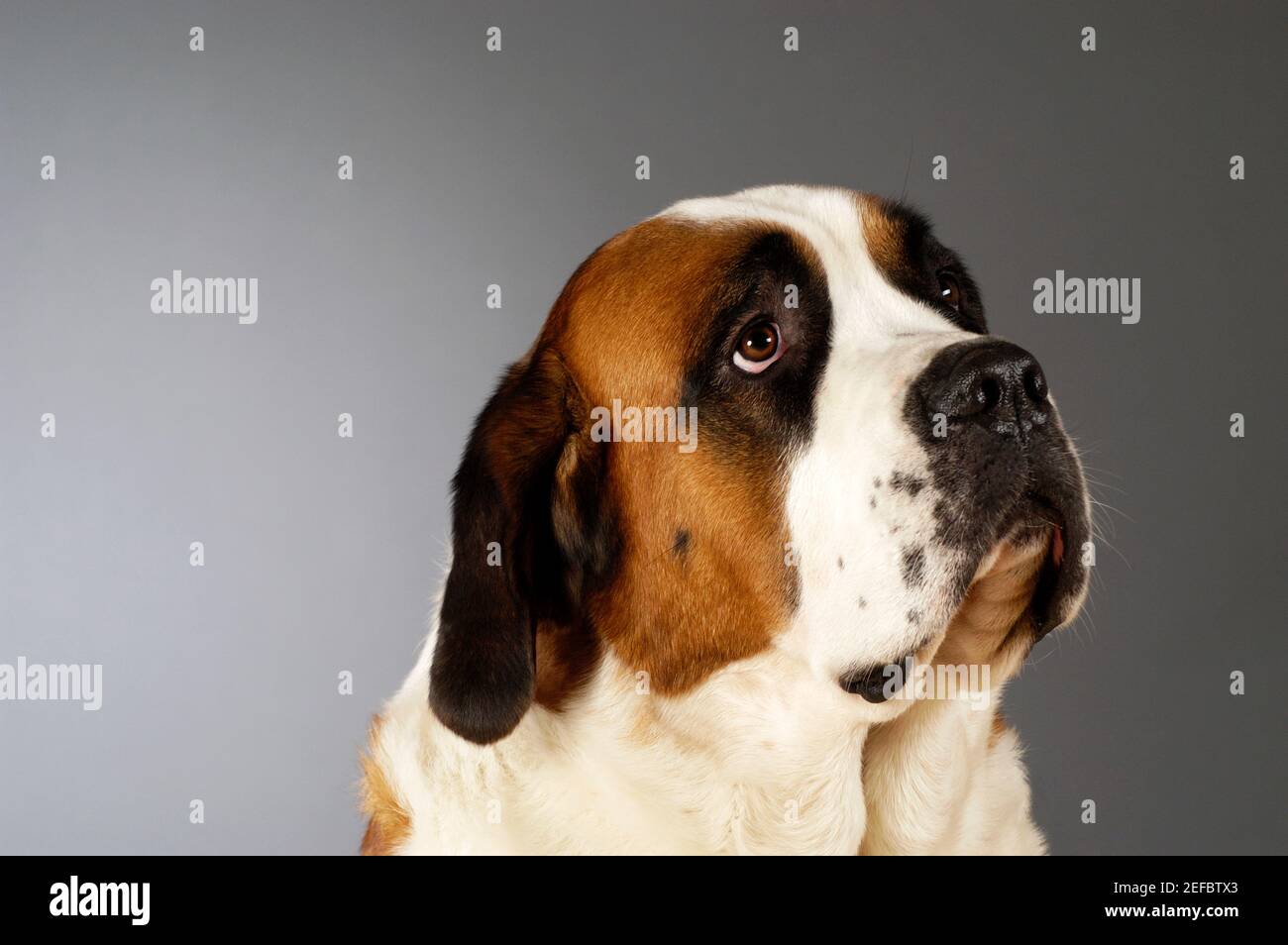 Side profile of a St. Bernard dog looking up Stock Photo - Alamy