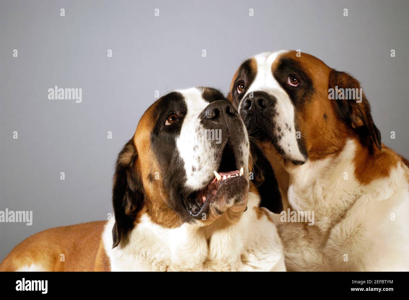 St bernard dog mouth open hi-res stock photography and images - Alamy