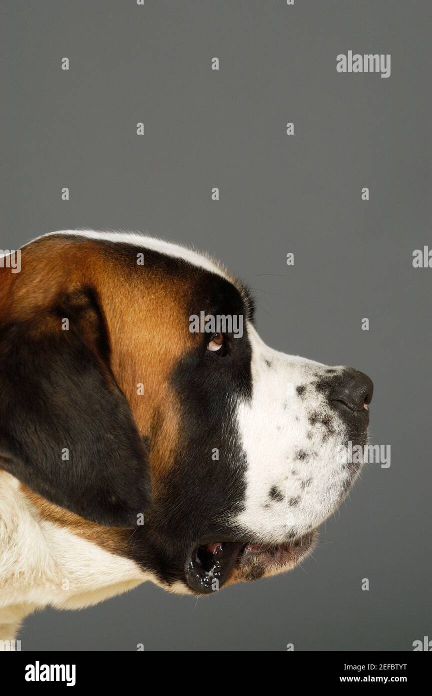Side profile of a St. Bernard dog Stock Photo - Alamy
