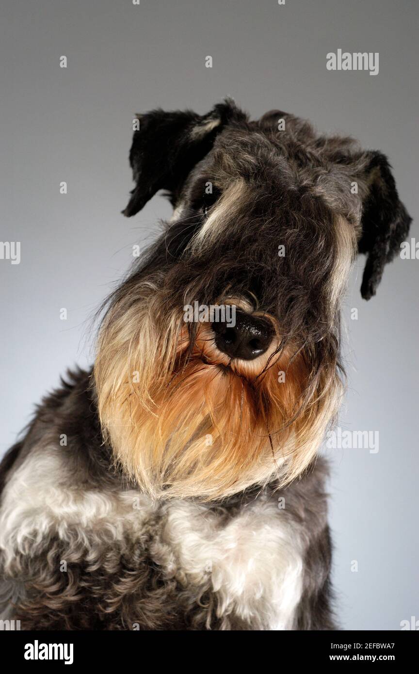 Portrait of a Schnauzer Stock Photo - Alamy