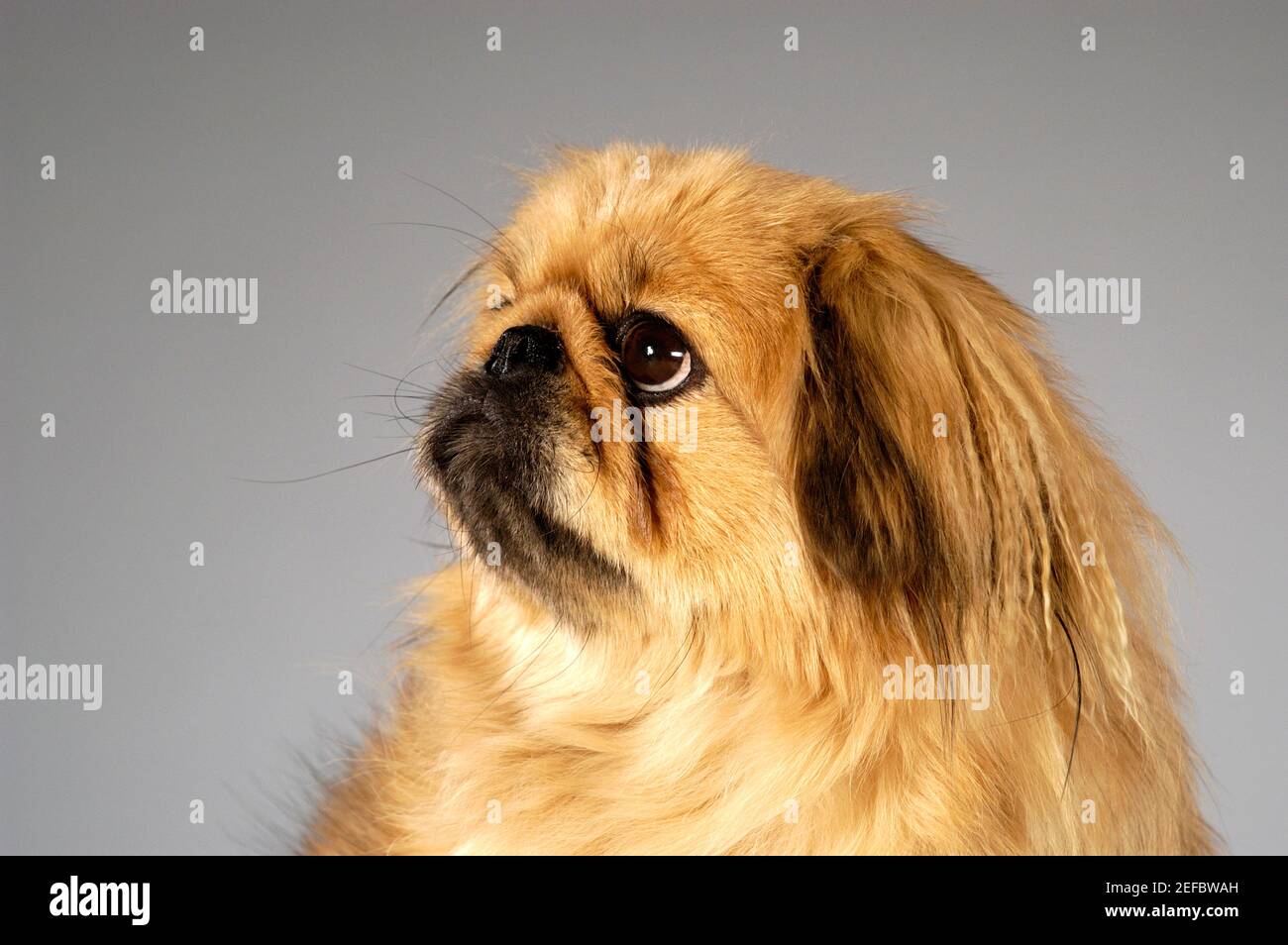 Side profile of a Cocker Spaniel Stock Photo - Alamy