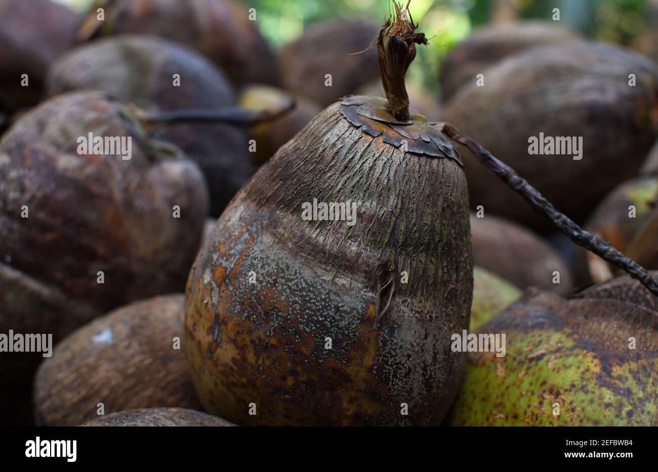 Coconut Picking High Resolution Stock Photography and Images - Alamy