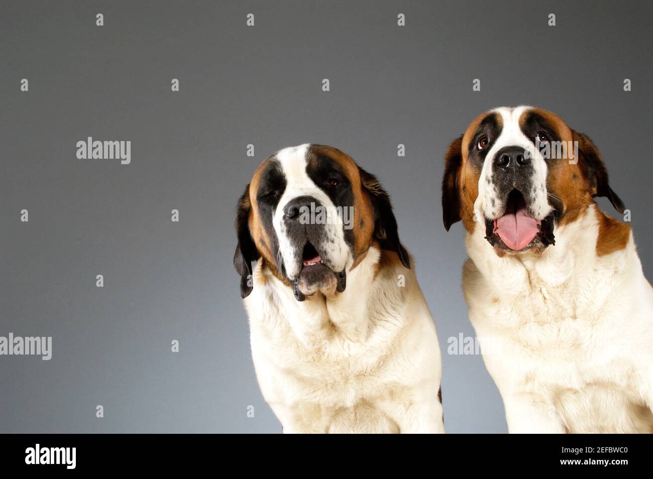 St Bernard Dogs High Resolution Stock Photography and Images - Alamy