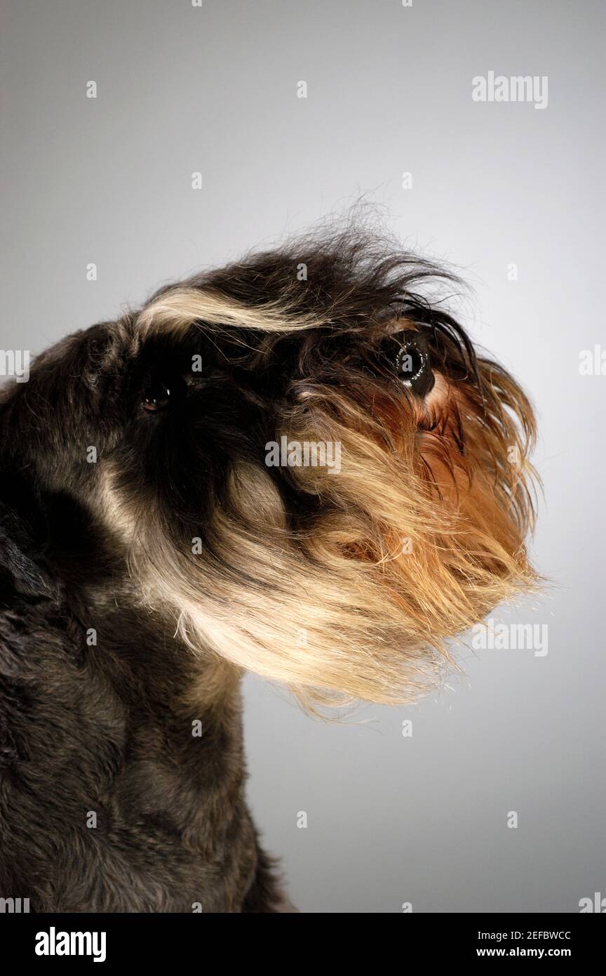 Side profile schnauzer hi-res stock photography and images - Alamy