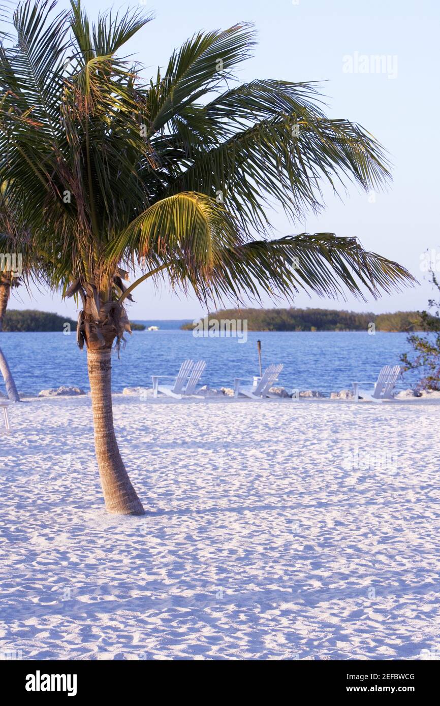 Palm tree on the beach, Miami, Florida, USA Stock Photo - Alamy