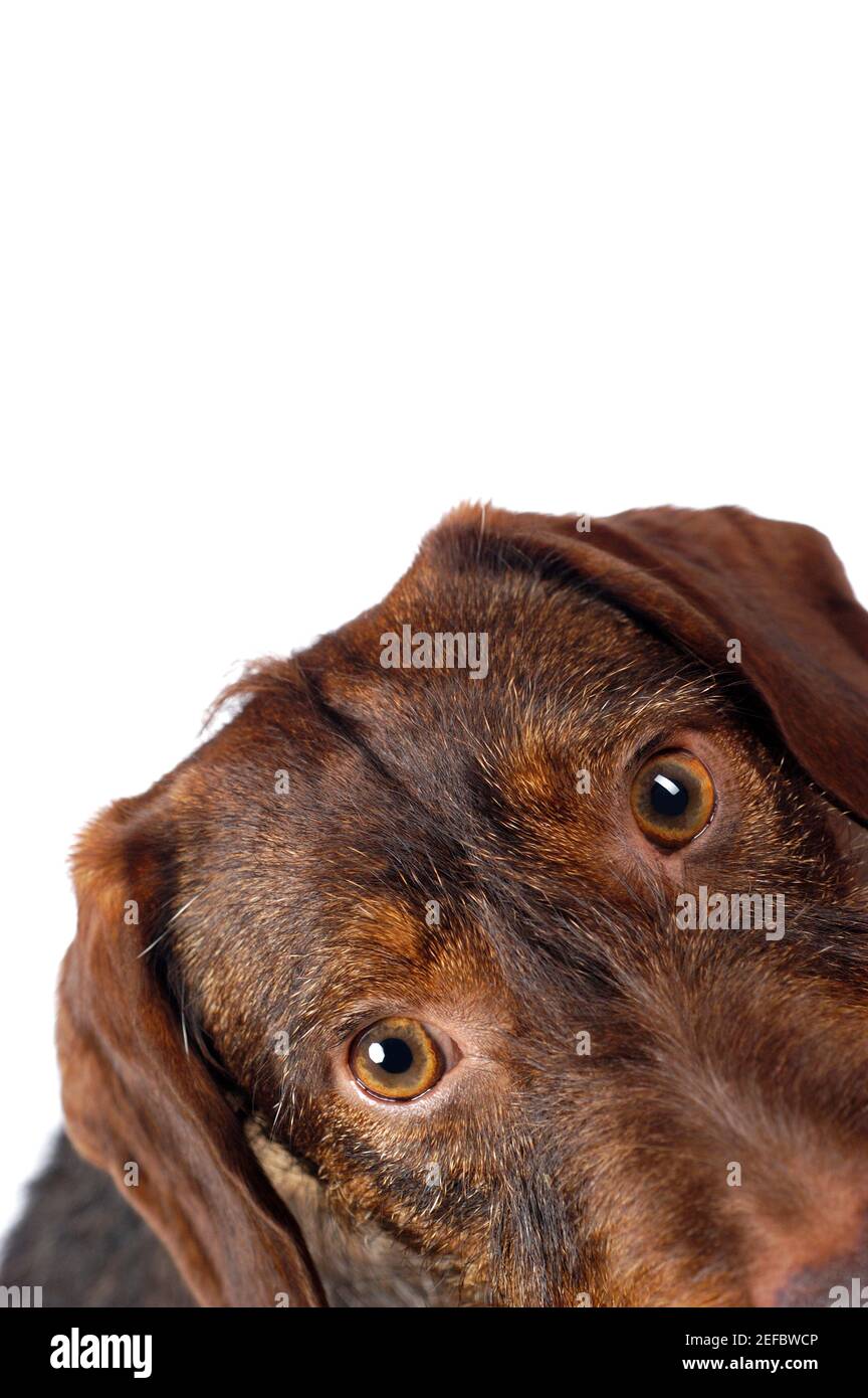 Close-up of a dog Stock Photo - Alamy