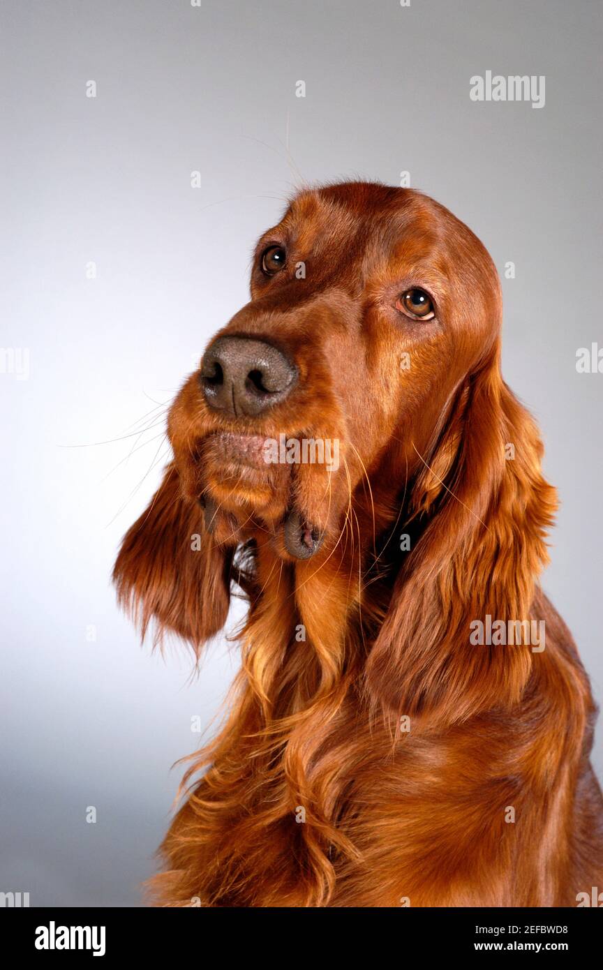 Close-up of a Cocker Spaniel looking up Stock Photo - Alamy