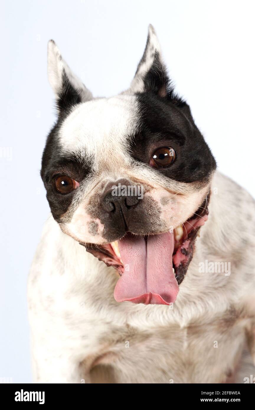 Boston terrier head portrait hi-res stock photography and images - Alamy
