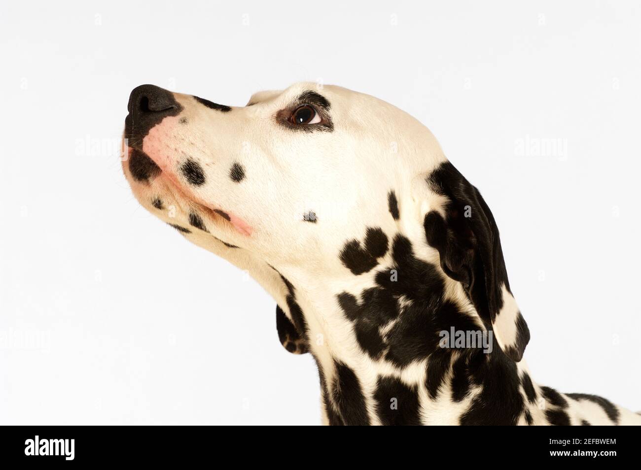 Side profile of a Dalmatian looking up Stock Photo - Alamy