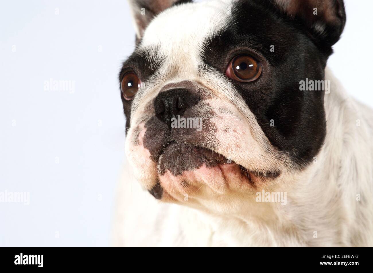 Head boston terrier hi-res stock photography and images - Alamy