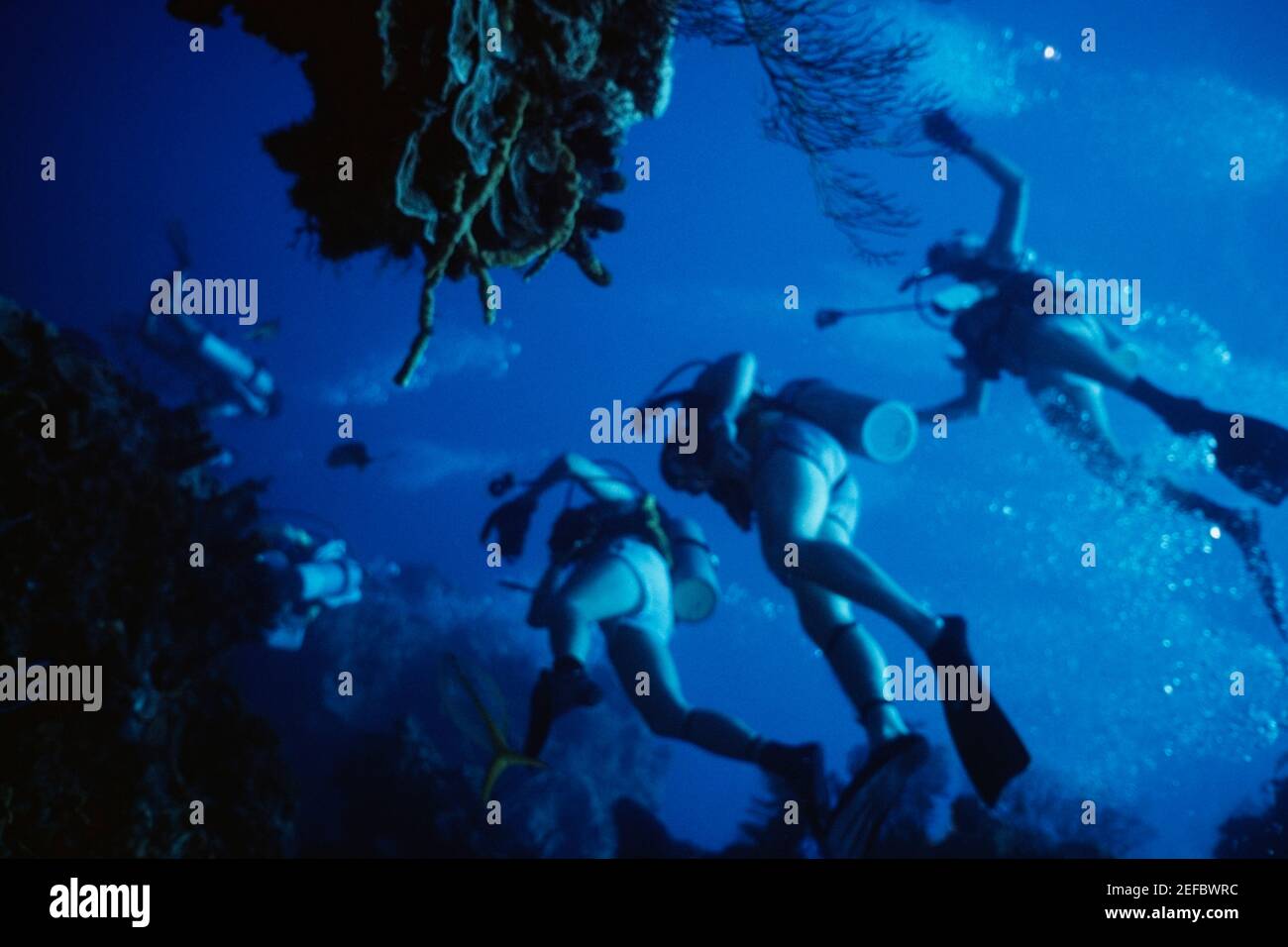 Ocean diver study hi-res stock photography and images - Alamy