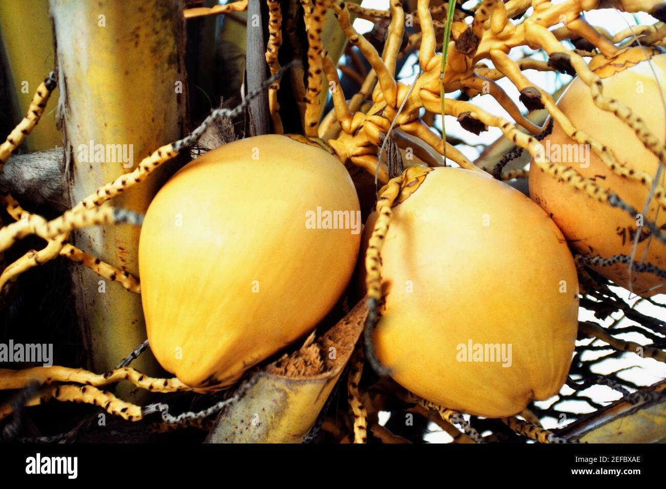 View of ripe coconuts hanging from a tree, Jamaica Stock Photo - Alamy