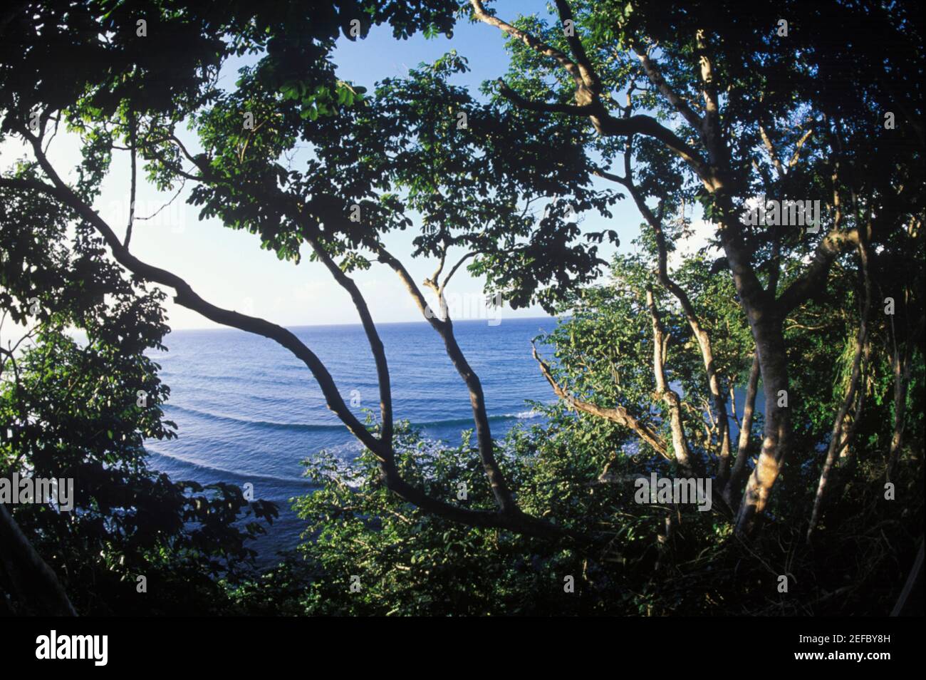 Trees by the sea, Caribbean Stock Photo - Alamy