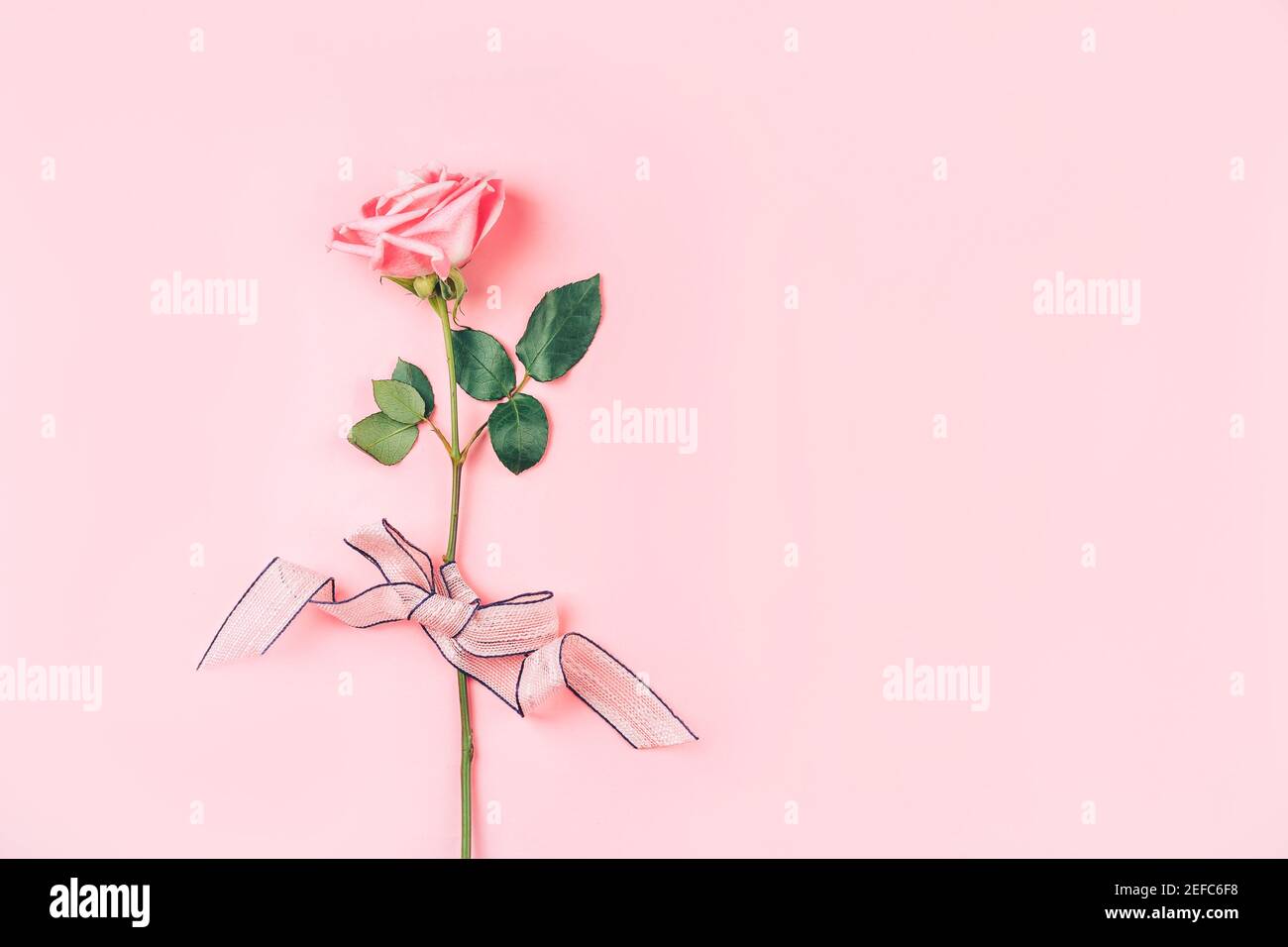 Beautiful rose of pink color against a pink background. Free space for ...