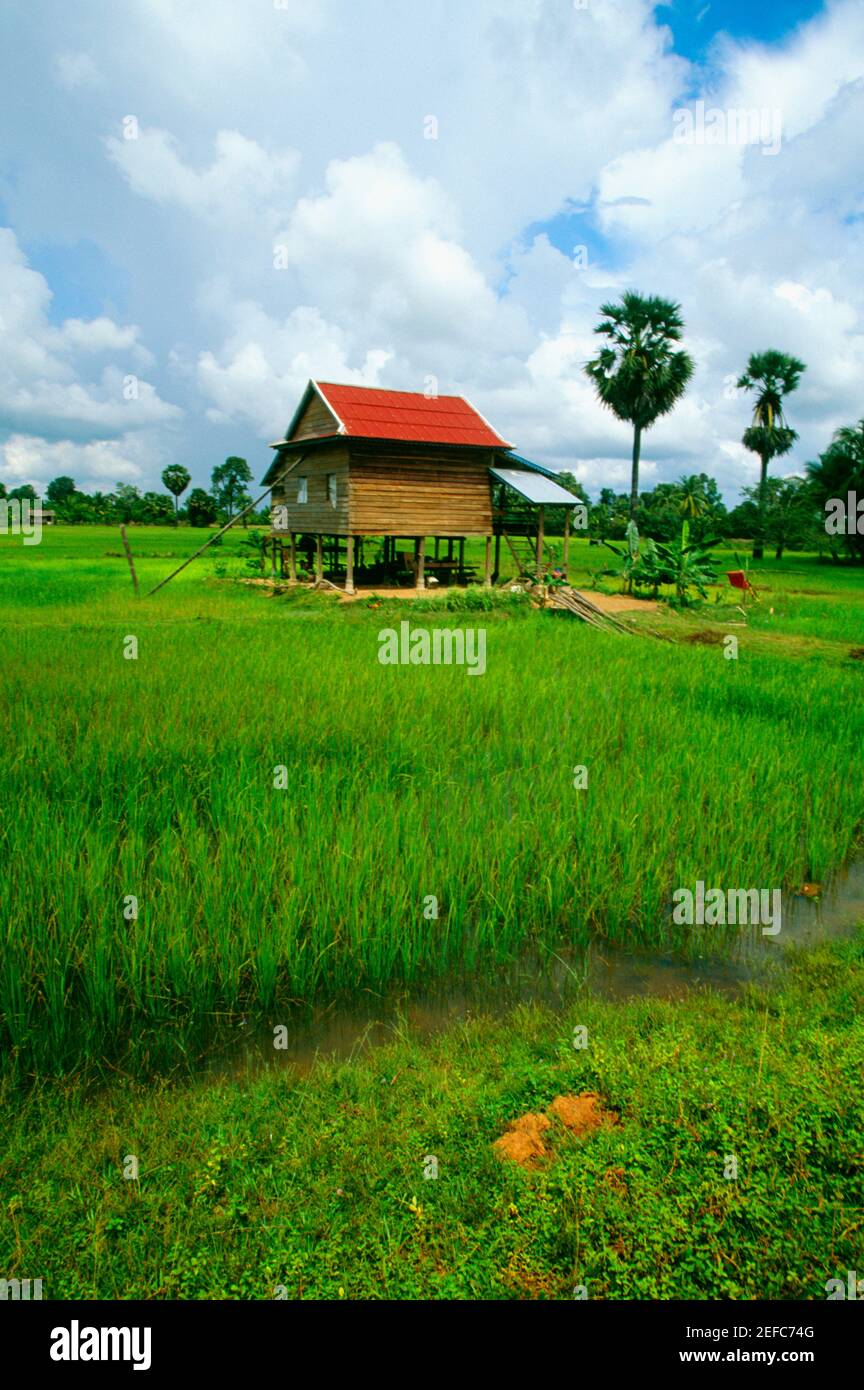 Rice field siem reap hi-res stock photography and images - Alamy