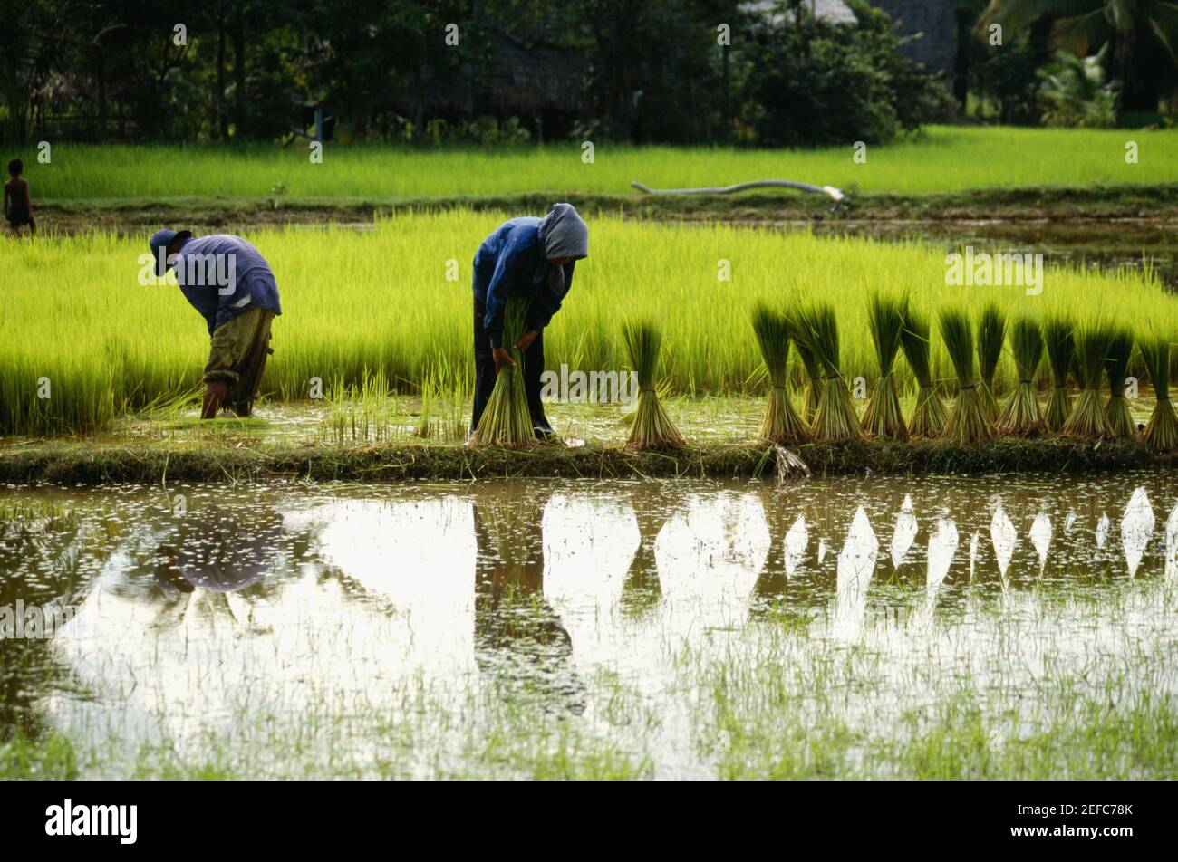 Farmers working in a rice field, Siem Reap, Cambodia Stock Photo - Alamy