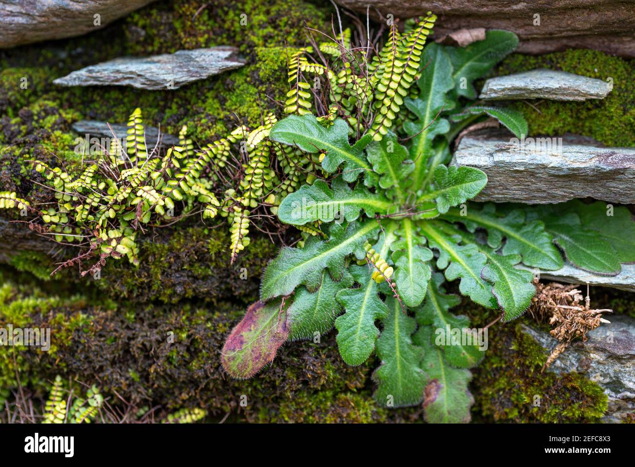 Weeds on Stone Wall of Old Abandoned House, County Kerry, Ireland Stock ...