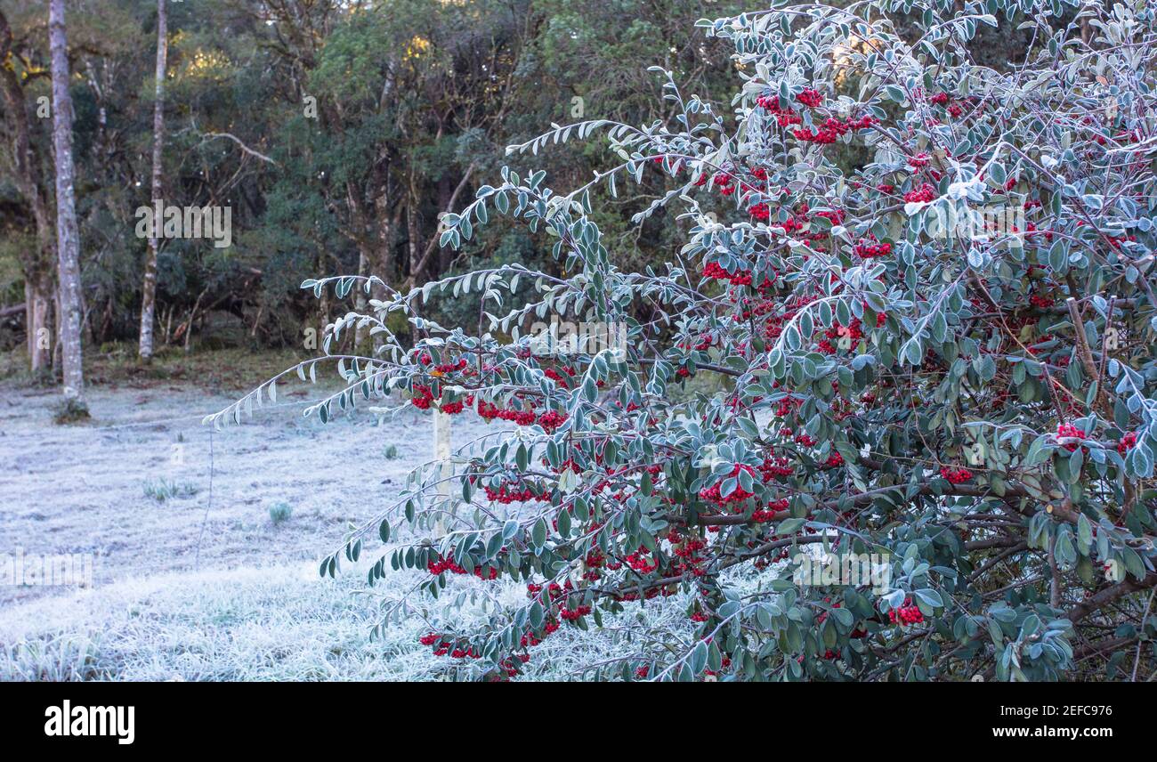 Beautiful rowan shrub in wild nature Stock Photo - Alamy