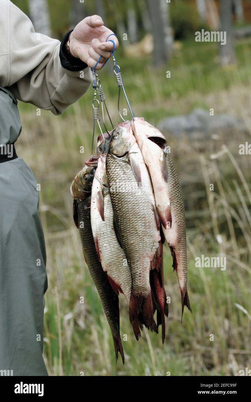 Mid section view of a man holding fish Stock Photo - Alamy