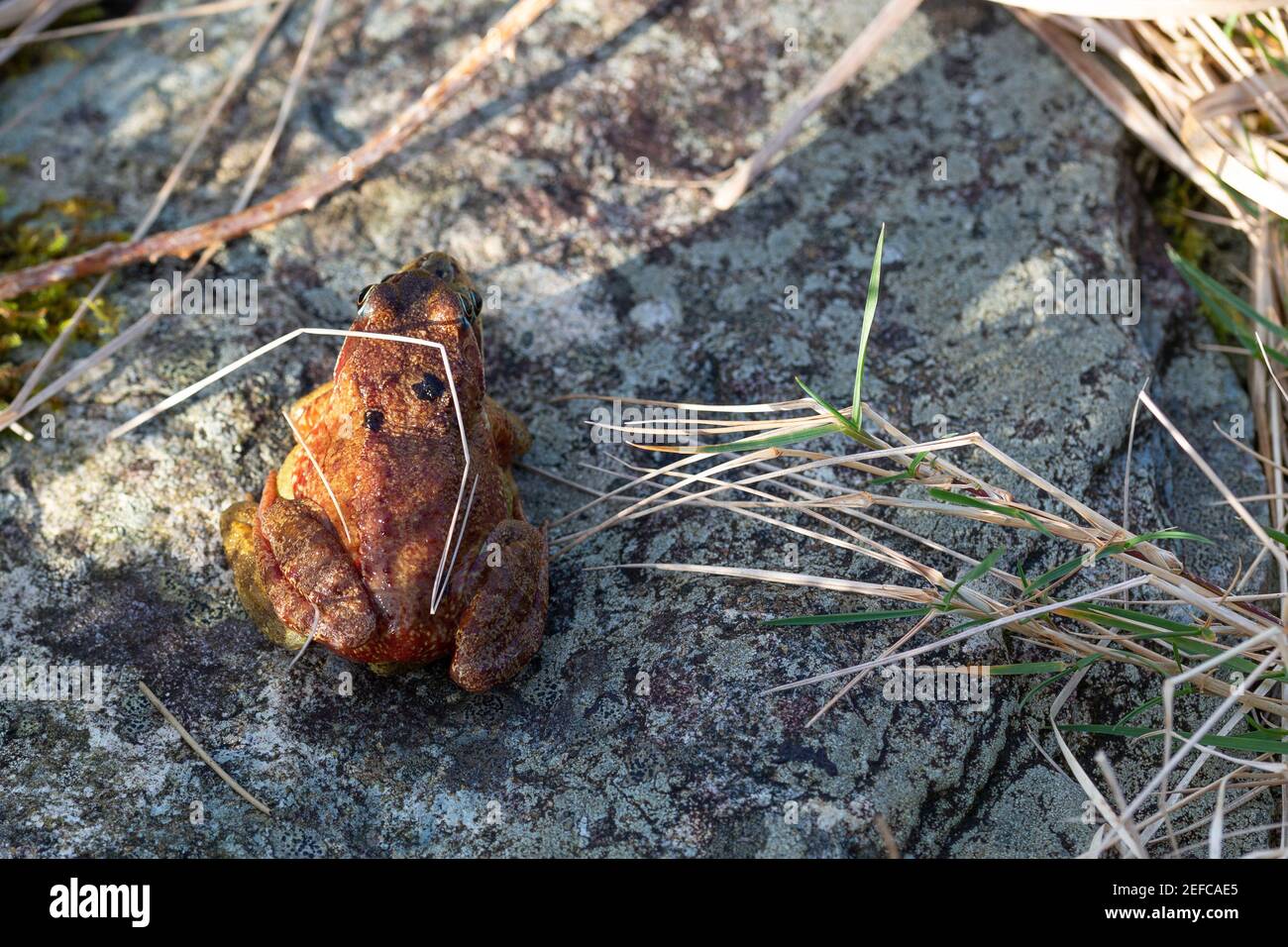 Dead frog with missing front limb Missing Stock Photo - Alamy