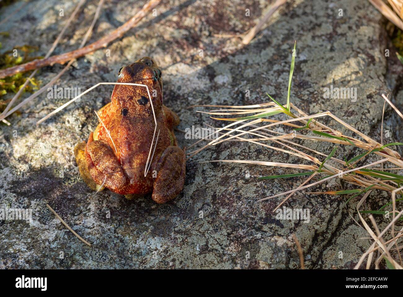 Two Common Frogs Mating, County Kerry, Ireland Stock Photo - Alamy