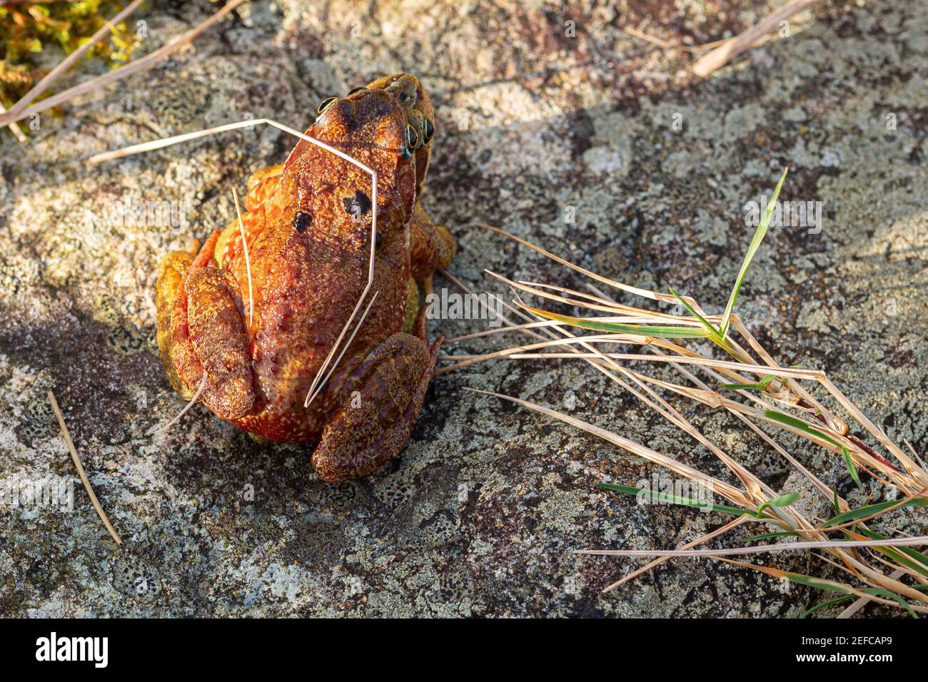 Two Common Frogs Mating, County Kerry, Ireland Stock Photo - Alamy