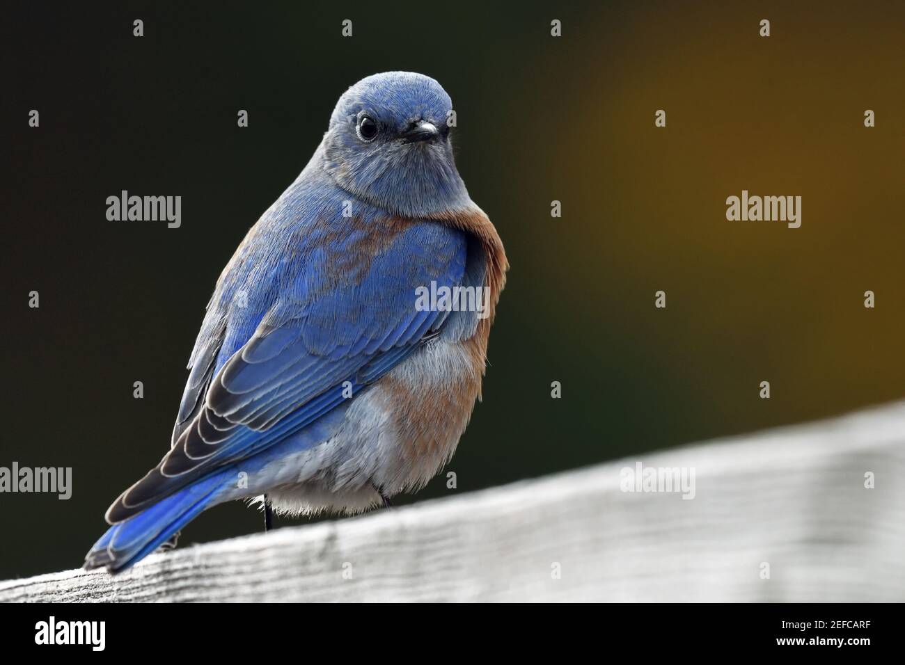 Western bluebird on a fence rail in fall. Yaak Valley, northwest ...