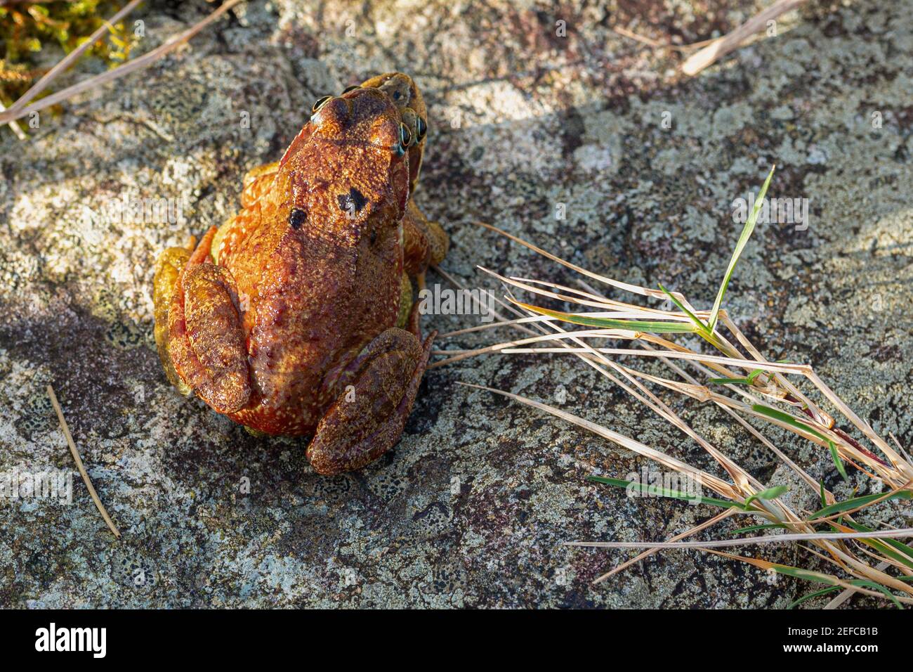 Two Common Frogs Mating, County Kerry, Ireland Stock Photo - Alamy