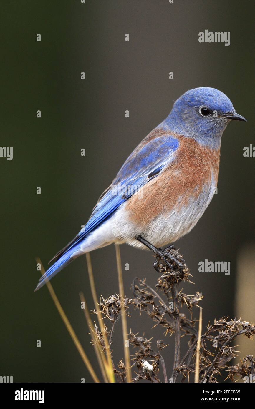 Western bluebird during fall migration. Yaak Valley, northwest Montana ...