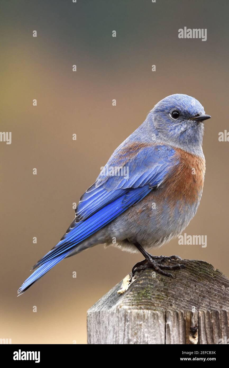 Western bluebird on a fence rail during fall migration on October 19 in ...