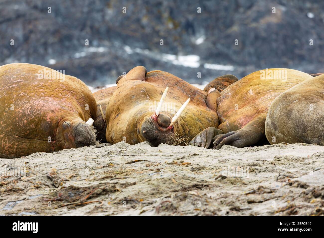 A colony of walruses resting on the beach in Svalbard (Spitzbergen ...