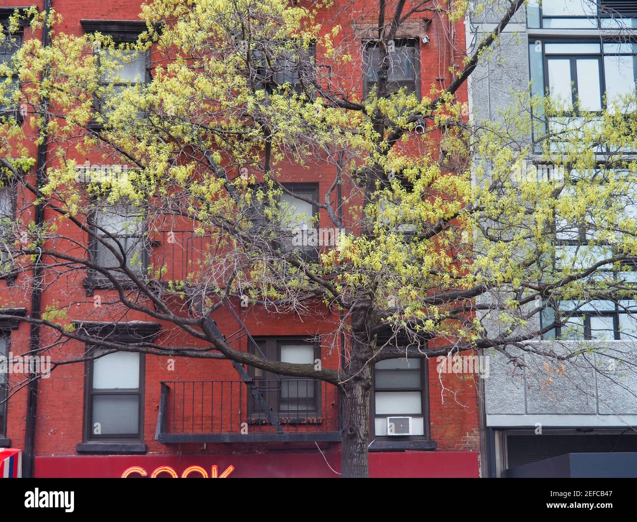 Tree in front of a red-colored building in New York captured during the ...