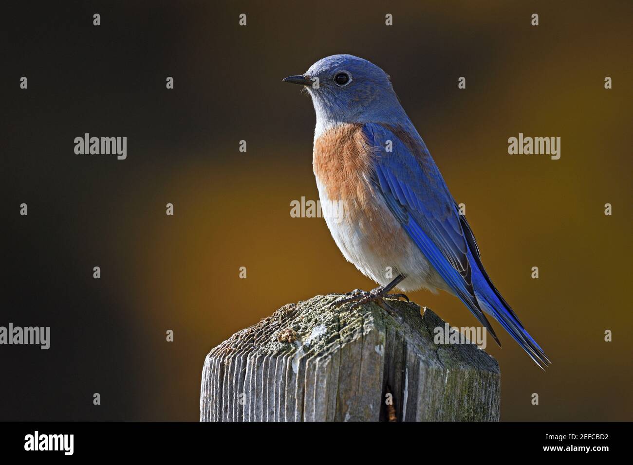 Western bluebird during fall migration. Yaak Valley, northwest Montana ...