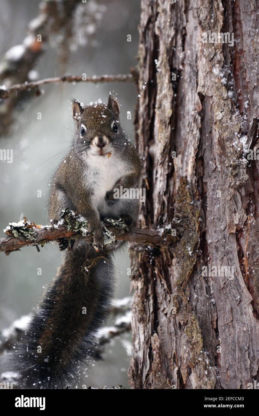 America red squirrel hi-res stock photography and images - Alamy