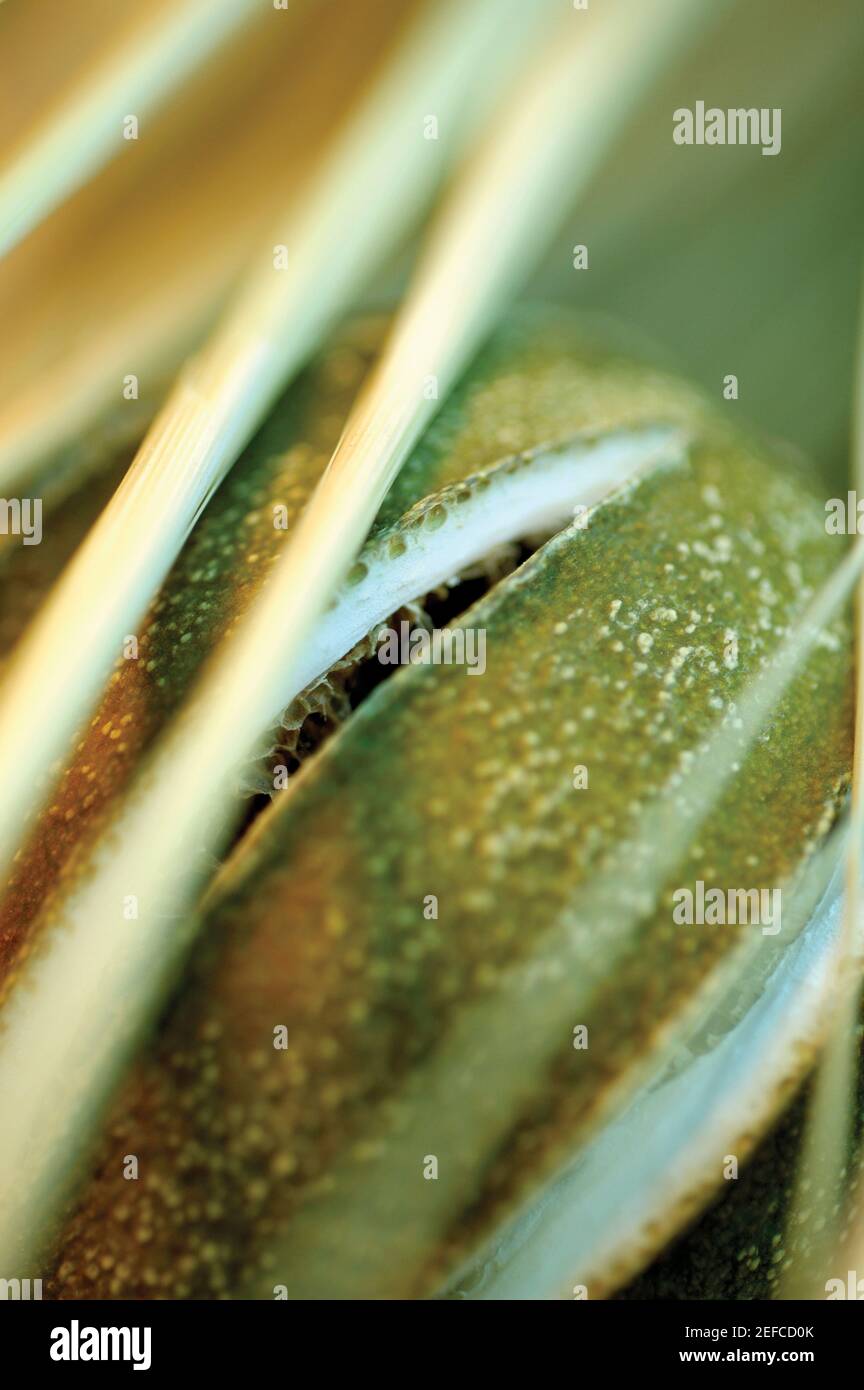 Close-up of a dry fruit Stock Photo - Alamy