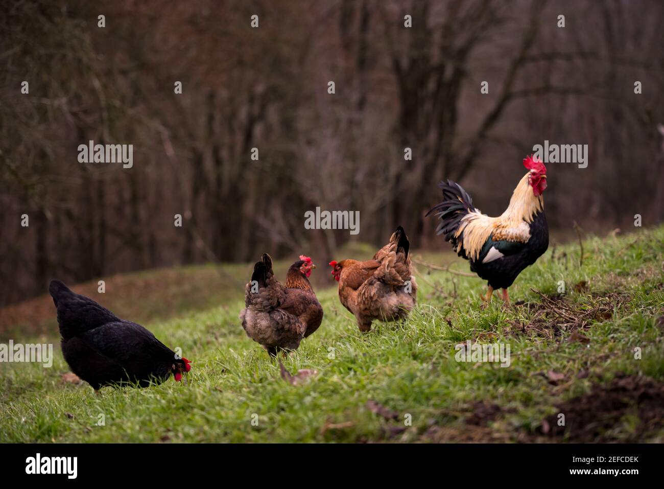 White and black roosters sitting with his chickens in the garden and ...