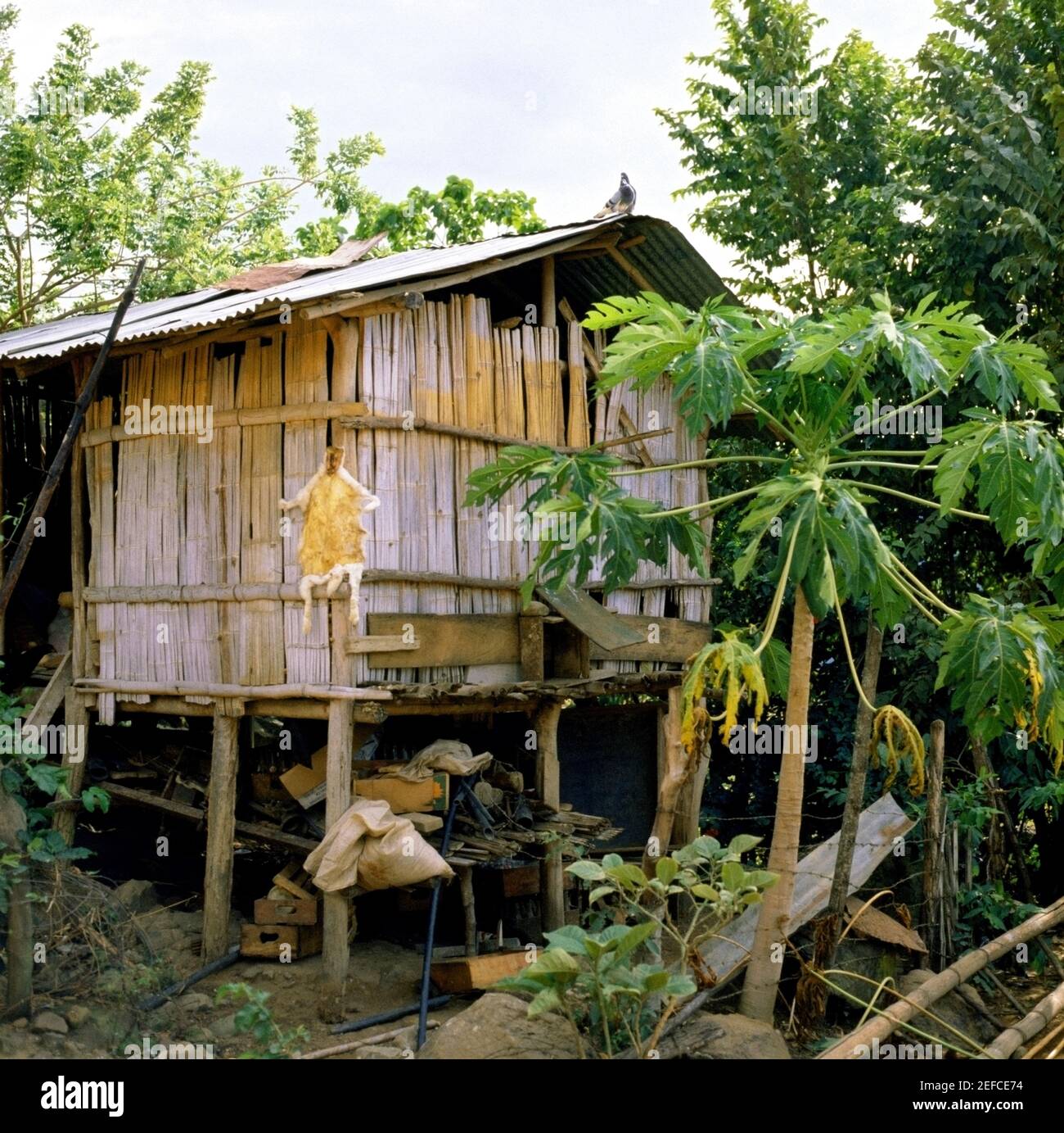 Animal skin hanging from a log cabin Stock Photo - Alamy